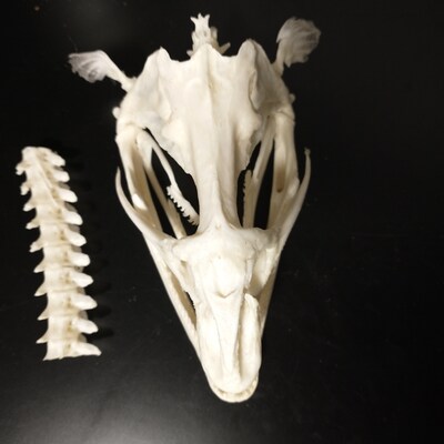 Real Lionfish Skeleton Dendrochirus Fish Taxidermy on - Etsy