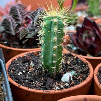 Agave Isthmensis Hoji Raijin Cactus 4 Live Plant - Etsy