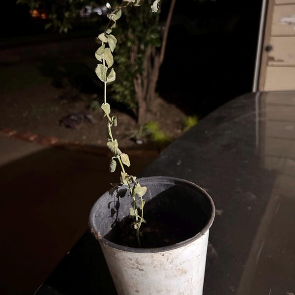 Peperomia Piper Parmatum Live Plant | Peperomia Plant Starters | Pet ...