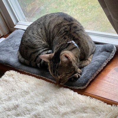 Window Sill Cat Pad/ 8 Sill Pad - Etsy