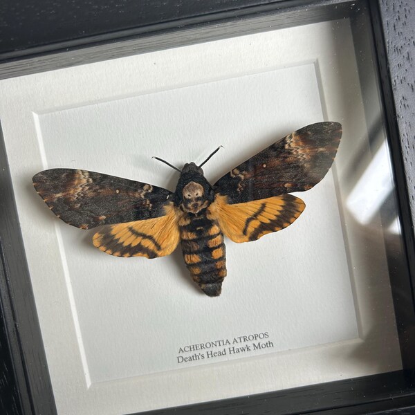 Filipino Atlas Moth Male & Female Pair in Box Frame (attacus Lemairei ...