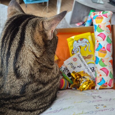 Personalised Cat Birthday Gift Box, Gotcha Day Presents, Pet ...