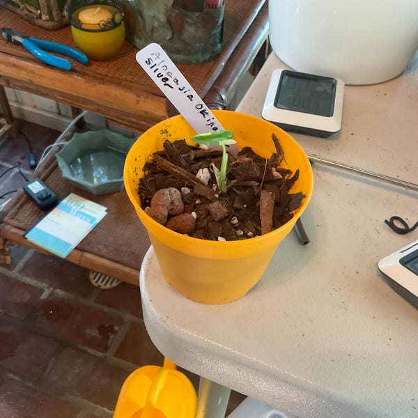 Philodendron White Princess 2 Starter Plant ALL STARTER PLANTS Require ...