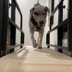 Pawpaws Dog Treadmill for Large Dogs, Medium Dogs. Dog Pacer Treadmill ...