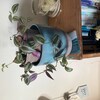 Olive Green Ceramic Planter / House Plant Pot / Various Sizes 10-26cm ...