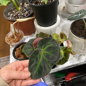 Rhizomatous Begonia 'caravan' - Etsy