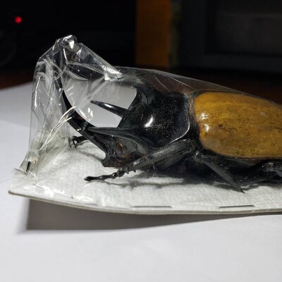 Eupatorus Gracilicornis Large, 5 Horned Beetle, Real Large Rhinoceros ...