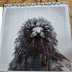 The Crow and Bushtit of Judgment Signed Fine Art Photo | Etsy