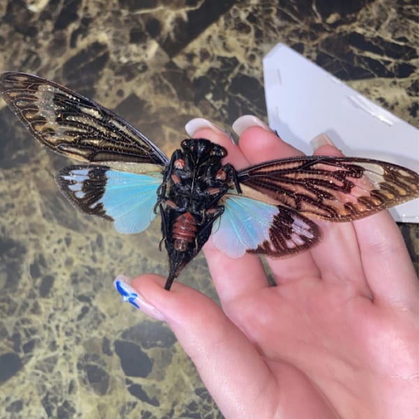 The Giant Scoliid Wasp, Megascolia Procer Javanensis, Real Wasp, Wasp ...