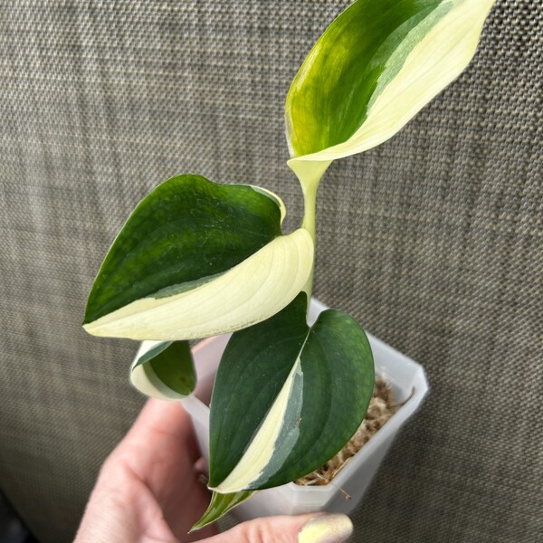 Scindapsus Jade Satin Mint Variegated Plant - Growers Choice - Etsy