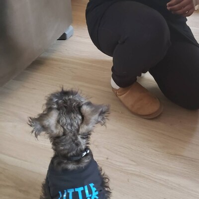 Matching Pet Owner Set, Dog Lover Gift, Couple Matching,pet Clothing ...