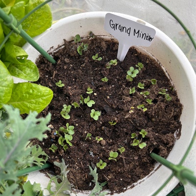 1/8-OZ 650 ETHIOPIAN MUSTARD Seeds African Kale Abyssinian Mustard ...