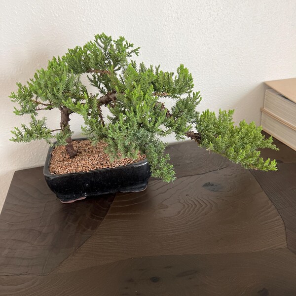 Ceramic Humidity / Drip Tray for Bonsai Pot 8 Inch Tray - Etsy