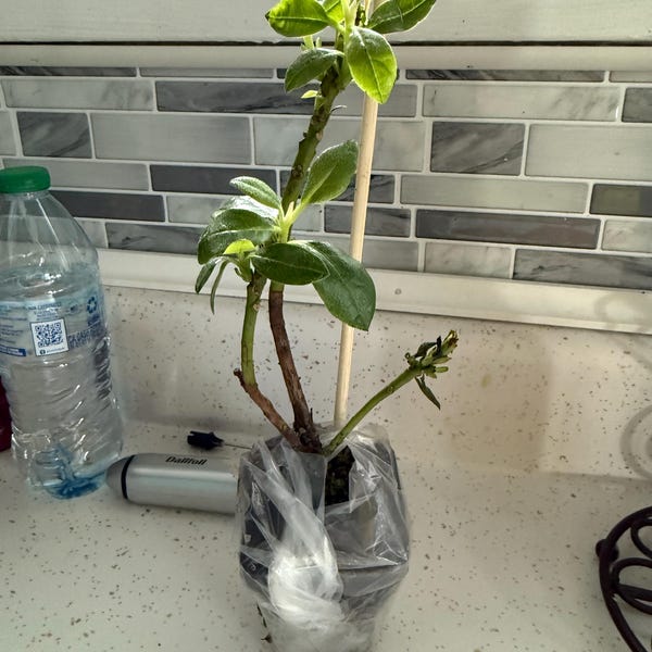 Athens Blue Princess Glory Bush Plant~~tibouchina Urvilleana~small ...