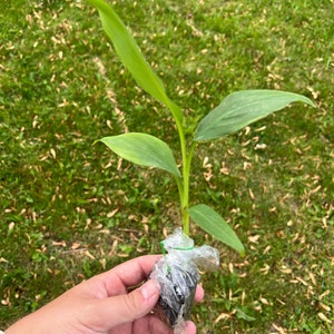 Thai Ginger Plant Alpinia Galanga Ginger Plants to Grow Live - Etsy
