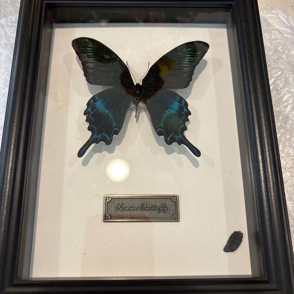 Butterfly Specimens, Phase Frame Handmade Wings Spread Collection ...