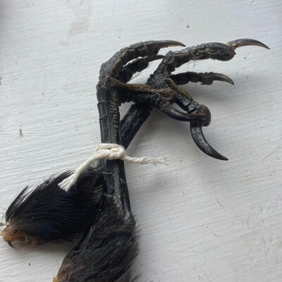 One Pair 2 Crow Feet Foot Talon Claws Taxidermy Fetish Curio Bones Art ...