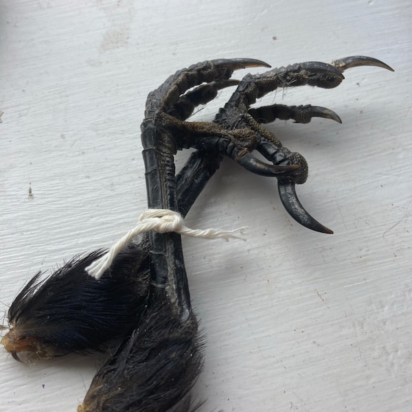 One Pair (2) Crow Feet Foot Talon Claws ~ Taxidermy Fetish Curio Bones ...
