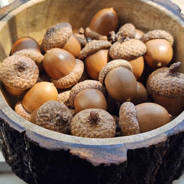 Natural Utah Acorns With Glued Caps Crafting Acorns - Etsy