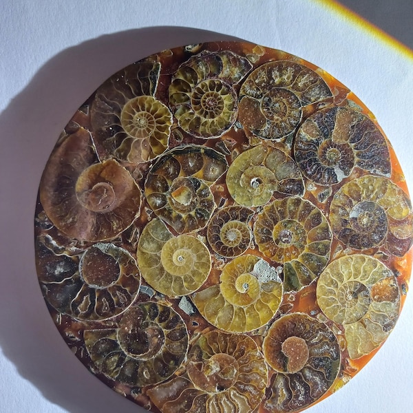 100G+ Natural Ammonite Fossil Shell Plate Disk +free Stand，conch，home ...