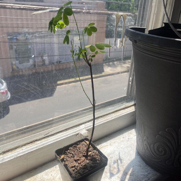 Hibiscus Weeping Albo Lacinatus Tropical Hibiscus Pint Plant - Etsy