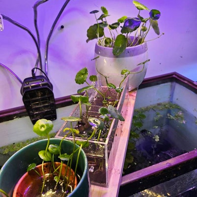 Hydrocotyle Vulgaris Copper Coin Plant, Chinese Coin Plant Marsh ...