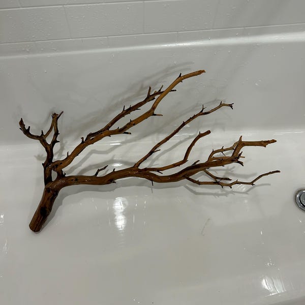 Windy Pods for Shrimp, Fish, Aquariums Craft Supplies Botanicals - Etsy