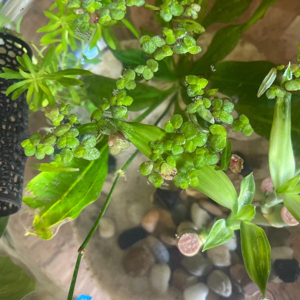 Starter Houseplant Cutting Bundle - Satin Pothos, Pearl and Jade Pothos ...