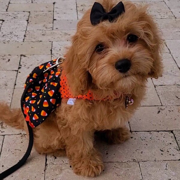 The Harlow // Halloween Dog Harness Dress, Dog Harness Dress, Dog Dress ...