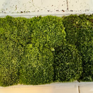 Live Clean and High Quality Planted Sheet Moss & Cushion Moss for ...