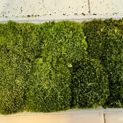 Live Clean and High Quality Planted Sheet Moss & Cushion Moss for ...