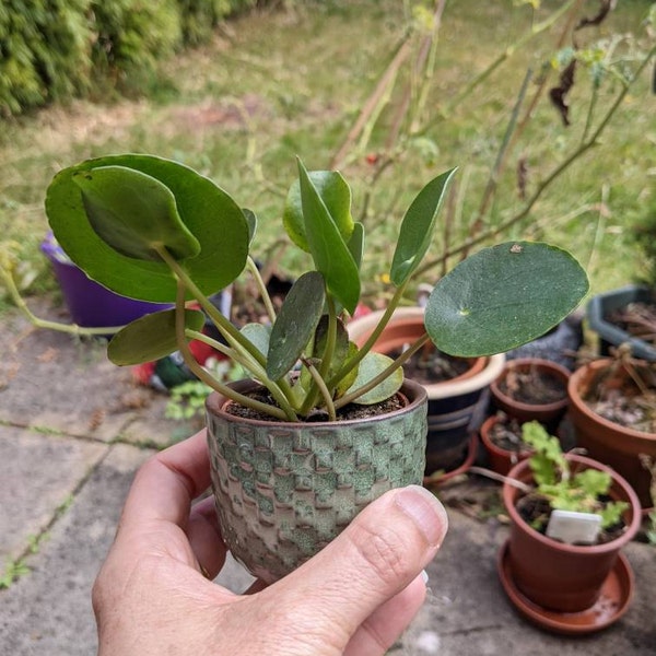 Baby Chinese Money Plant/pilea Peperomioides/mini House Plant - Etsy UK
