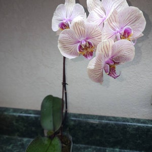 Awarded cotton Candy Phal. Cheng-de Beauty - Etsy