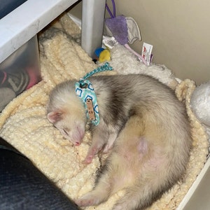 Sea Breeze Ferret Bandana Ferret Scarf Ferret Accessories Clothes for ...