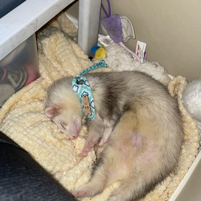 Sea Breeze Ferret Bandana Ferret Scarf Ferret Accessories Clothes for ...