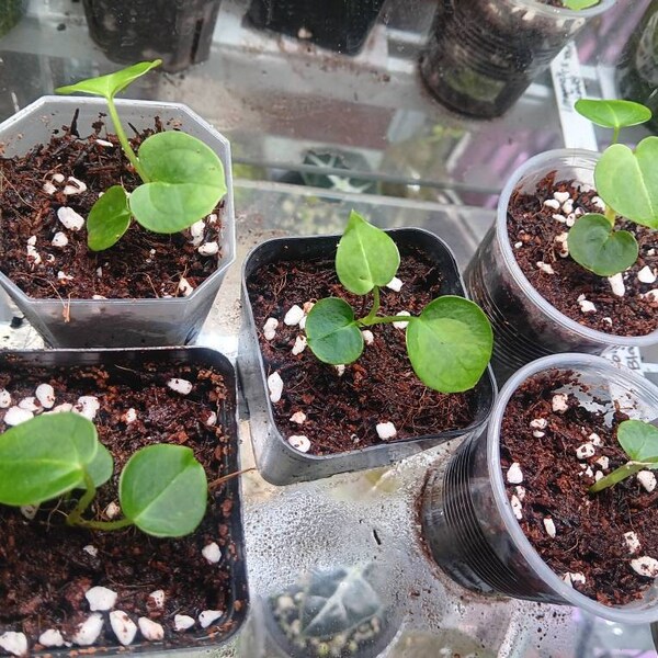 Hoya Lacunosa Silver Mint Coin Lightly Rooted Actively Growing Silver ...