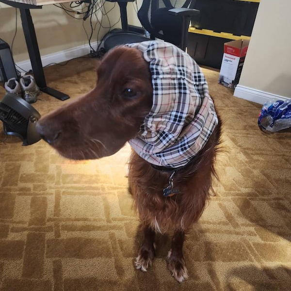 Redgranate,snood for Cocker Spaniel ,dog Snood, Dog Protector, Ears ...