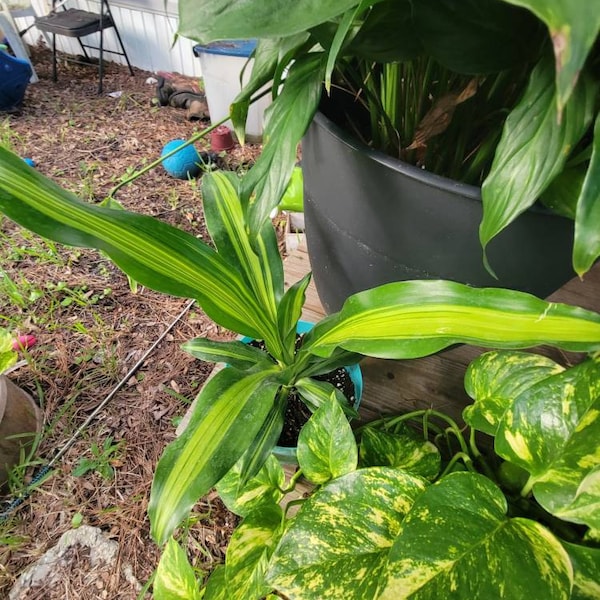 4" Dracaena Giganta – Tall Indoor Houseplant – Easy Care Live Plant ...