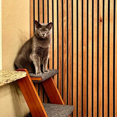 Cat Ladder 8 Step Cherry Hardwood Lets Cats Climb Indoors to Reach New ...