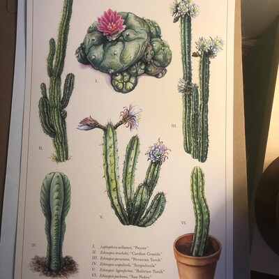 Psychoactive Cacti Botanical Art Print - Etsy