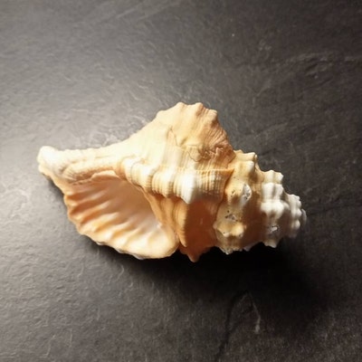 White Margined Sole Synaptura Marginata Fish Taxidermy Oddities - Etsy