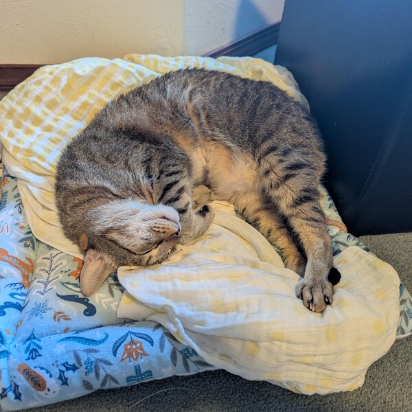 Kitty Gifts Crinkly Cat Nip Mat, Fun Cat Toys, Custom Cat Bed, Padded ...