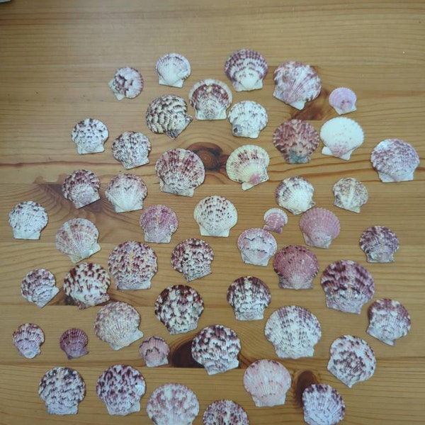 Atlantic Cockle Shells-assorted Sizes-gulf of Mexico-florida Seashells ...