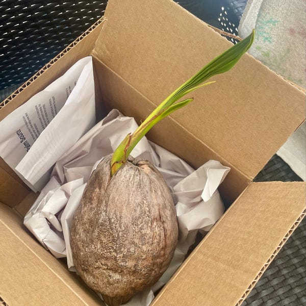 Rare! Dwarf Green Malayan Sprouted Coconut Palm - Costa Rican Certified ...