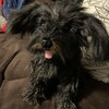 Handmade Stuffed Animal Memorial Custom Stuffed Animal Custom Pet Plush ...