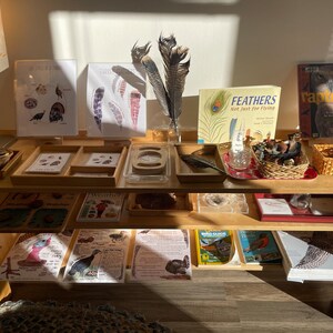 DECIDUOUS Vs EVERGREEN Trees Venn Diagram Activity, Homeschool ...