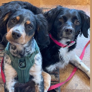 Chicken 12 Inch Foundation Quilt Block Pattern From the Farm - Etsy