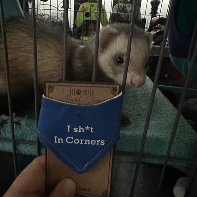 Ferret Bandana Ferret Accessories Ferret Clothes Gifts for Ferrets ...