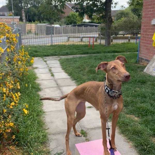 Dog Training Pivot Box and Place Board 2 Piece Bundle for Dog Agility ...