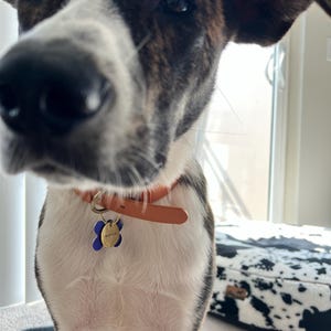 NICO Small: Luxury Hand Stamped Personalized Custom Pet ID Tags for ...